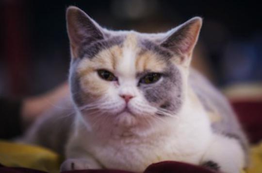 Tuberculosis: first 2 cases of contamination by cats - Ace Mind