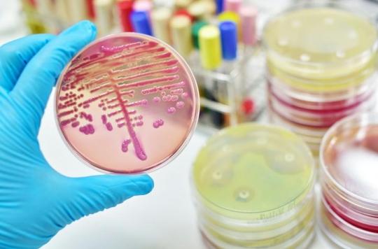Céfiderocol : un antibiotique cheval de Troie capable de vaincre les ...