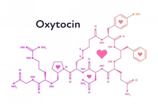 Ocytocine : une hormone pas toujours bien connue...